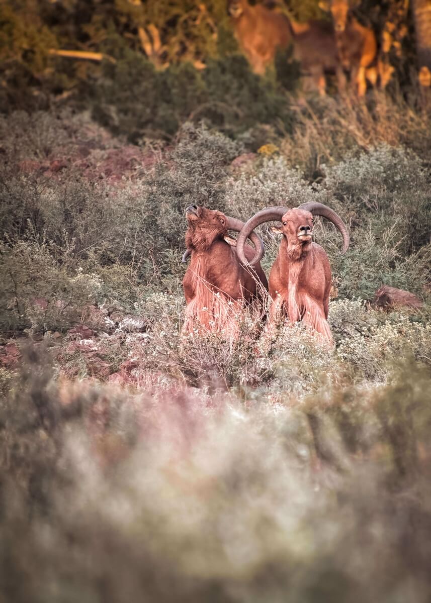 Guided West Texas Aoudad Hunts | Mellon Creek Outfitters